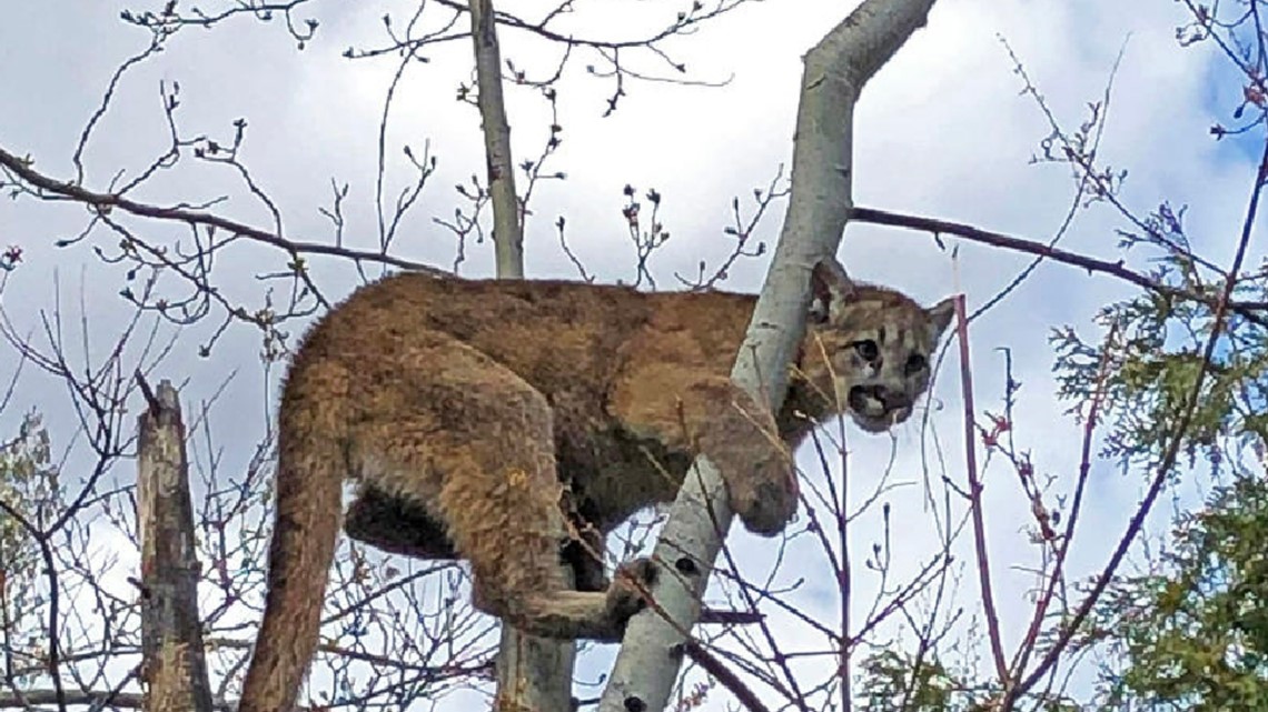 Mountain lion euthanized after killing goat in central Idaho | ktvb.com
