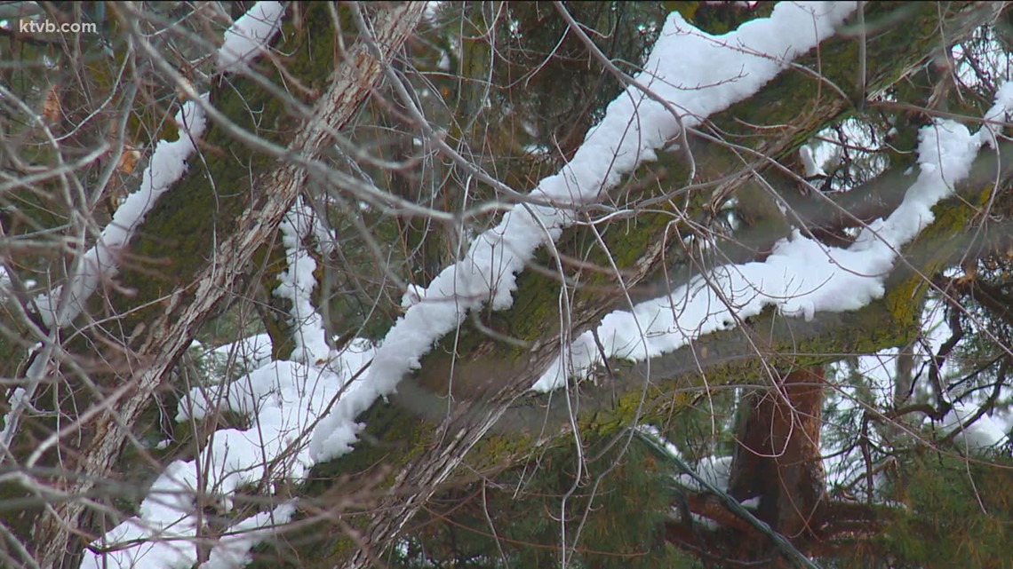 Heavy weekend snowfall could cause tree limbs to fall and damage homes ...