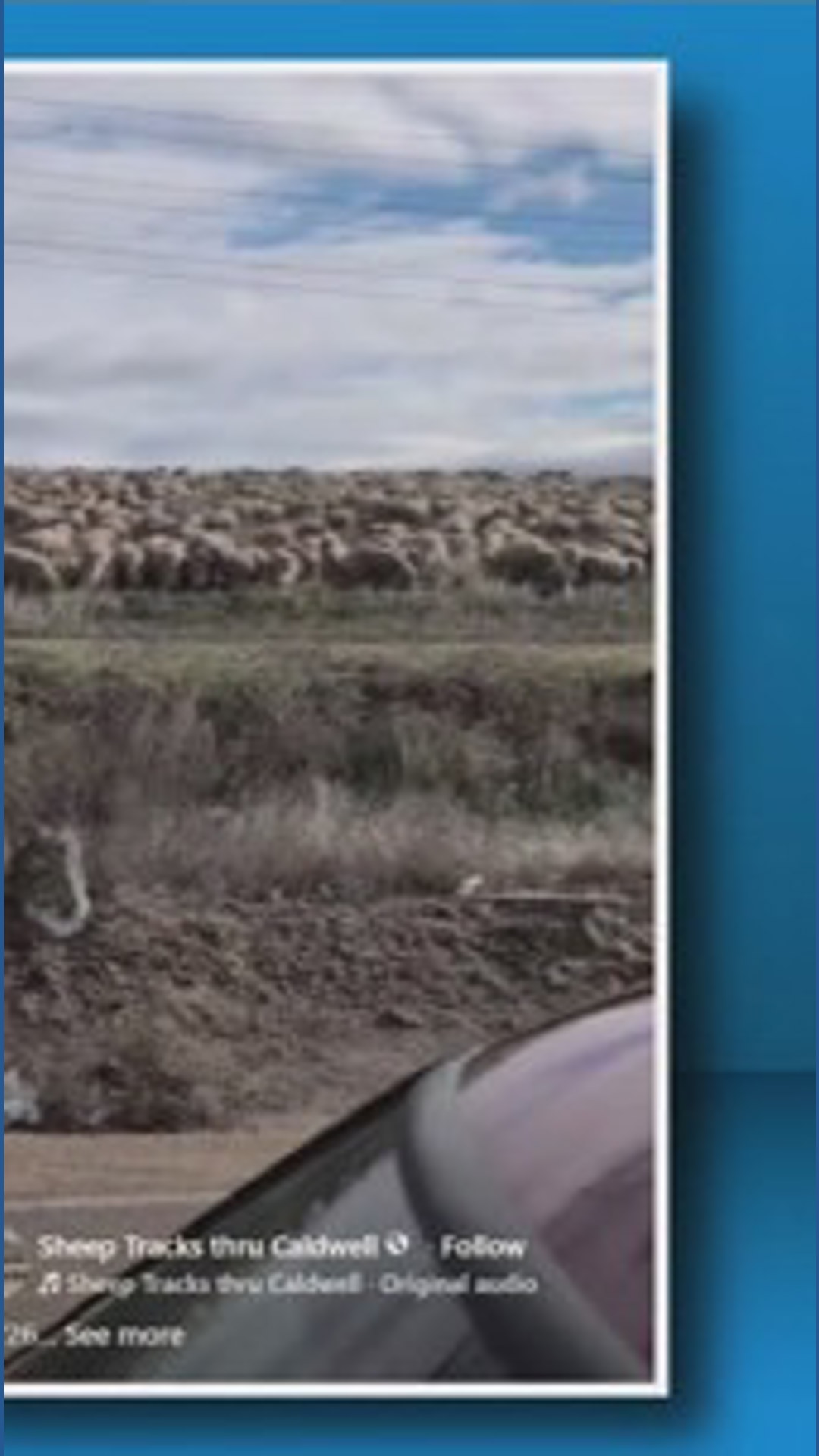Expect 'baaaaad' traffic in Caldwell Sunday, as more sheep make way to ...