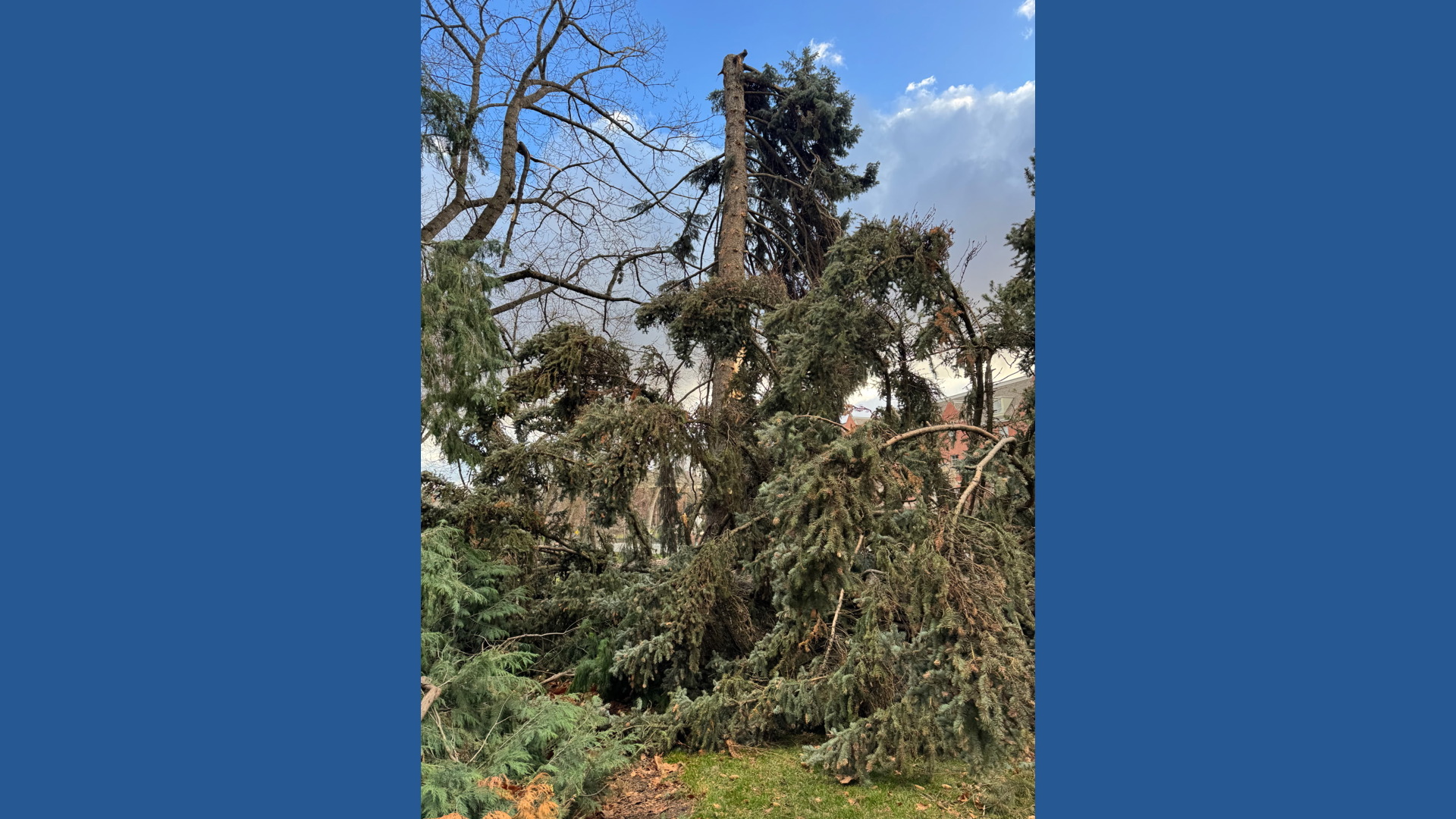 Historic trees at UI planted by former U.S. Presidents damaged in ...