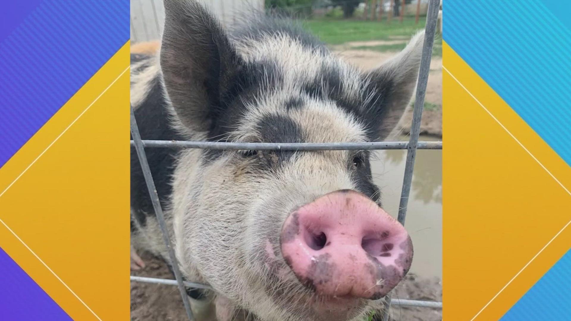 Pet Pics: Ruby the Pig is looking for a snack, of course | ktvb.com