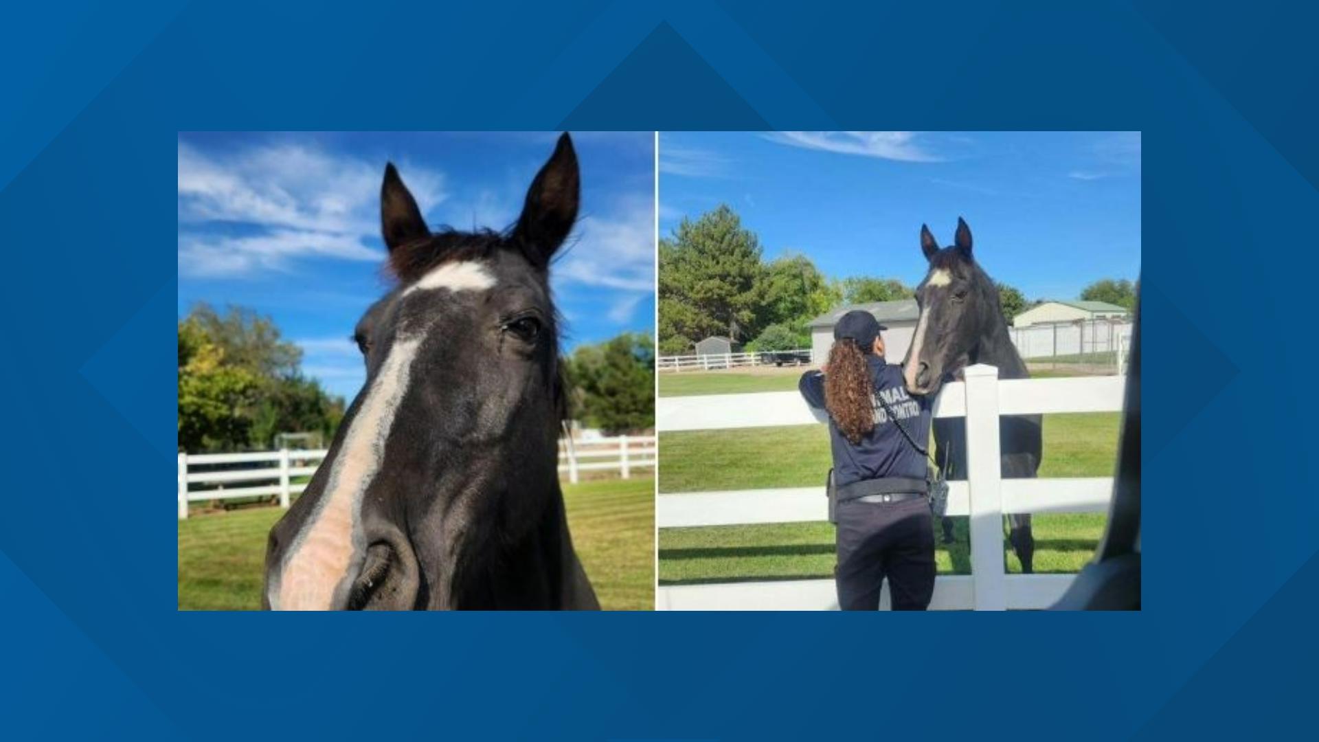 Is this your neigh-bor, the equine was found horsing around by Animal ...