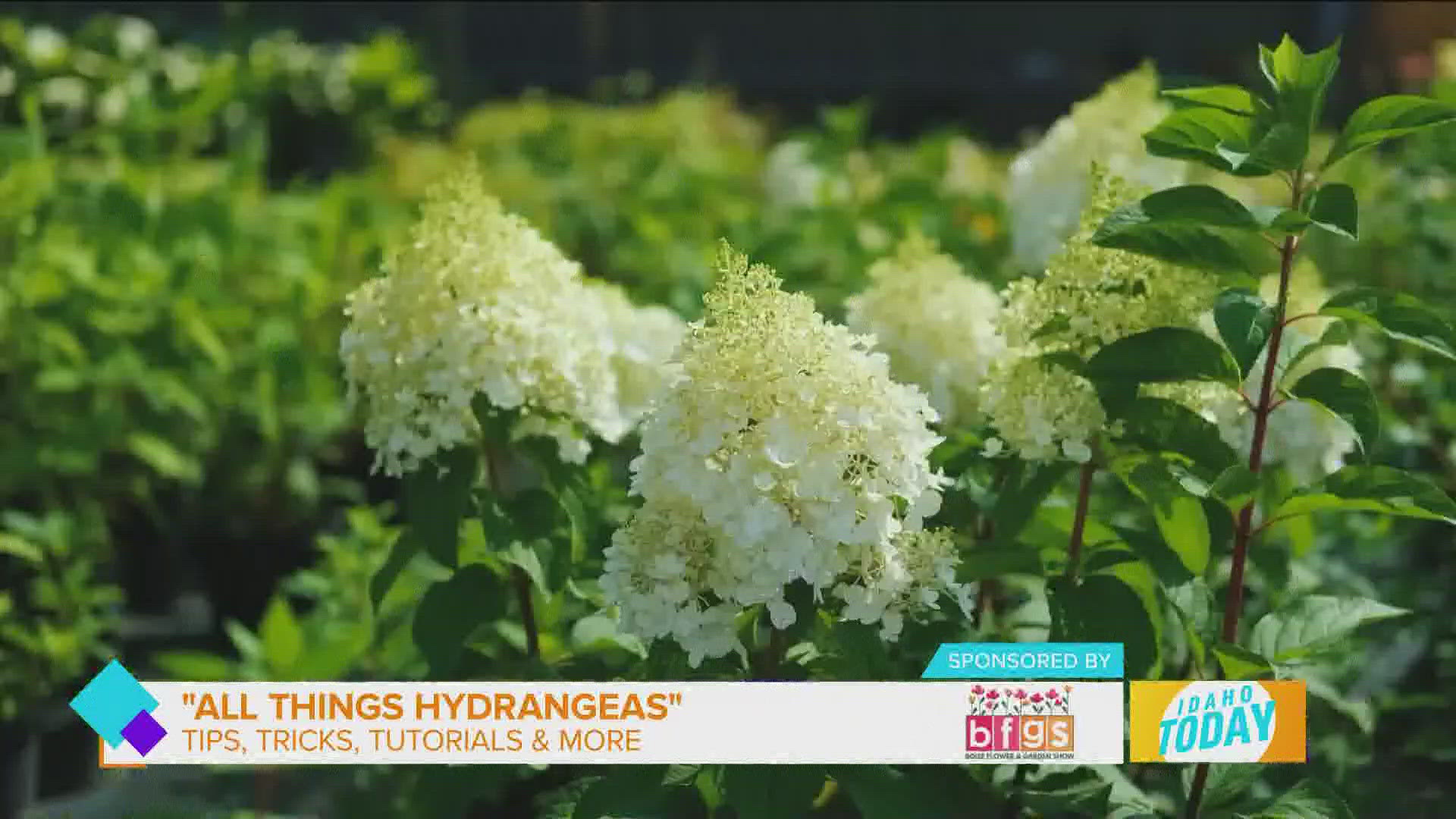The Hydrangea Queen speaking at the Boise Flower & Garden Show | ktvb.com