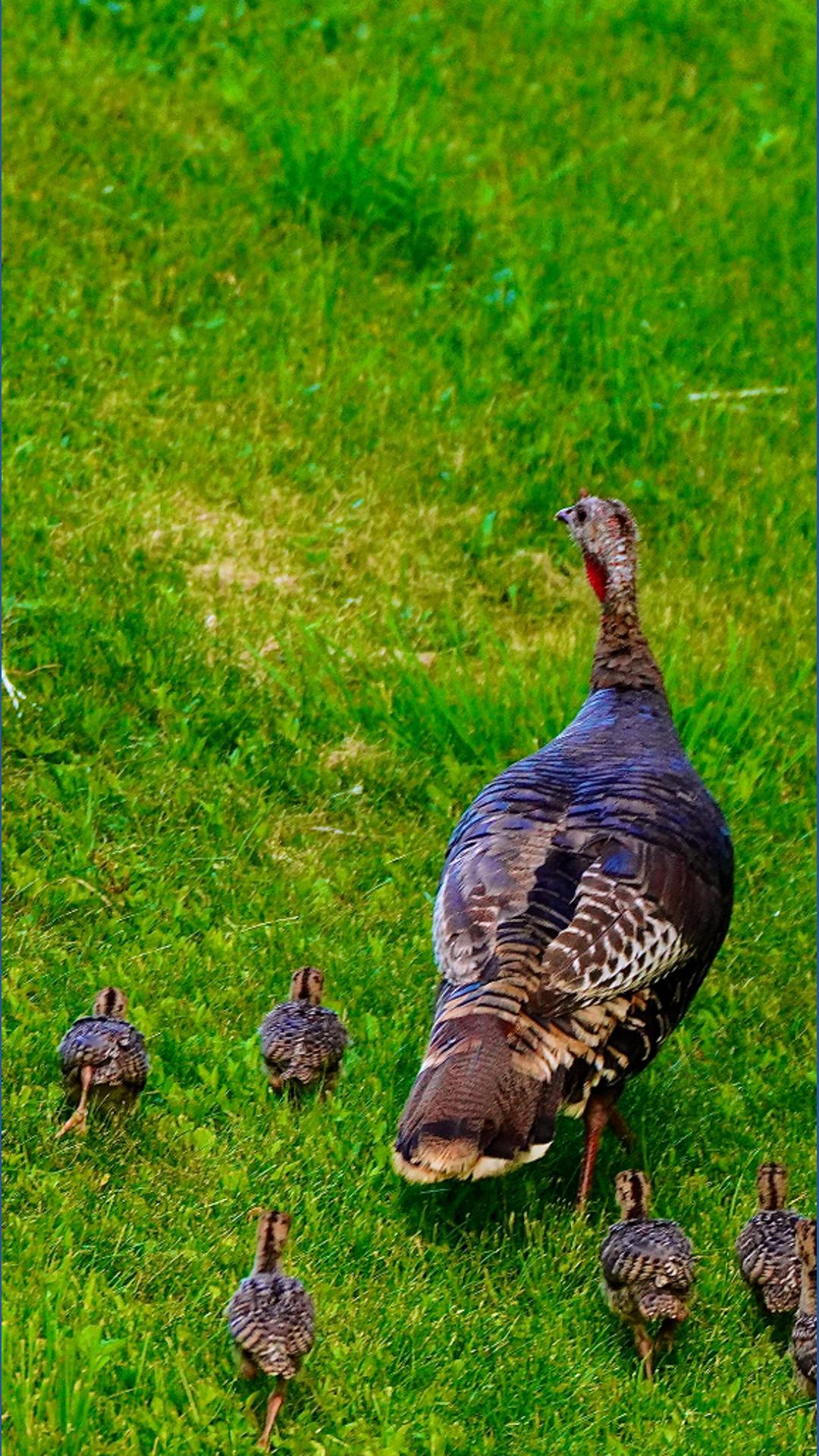 Don't be a jive turkey, flock to the 'Turkey Tracker,' report sightings ...