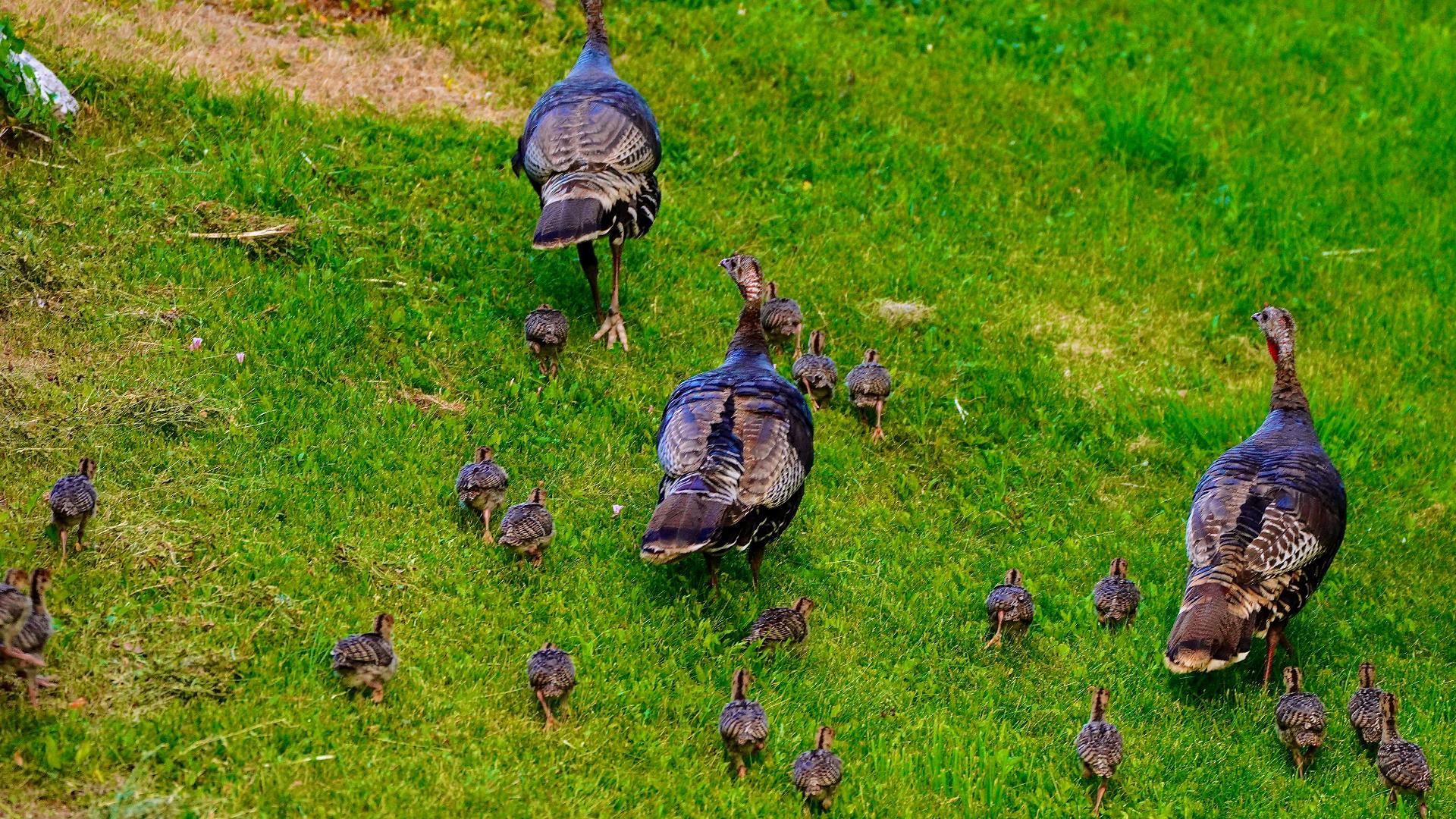 Don't be a jive turkey, flock to the 'Turkey Tracker,' report sightings ...