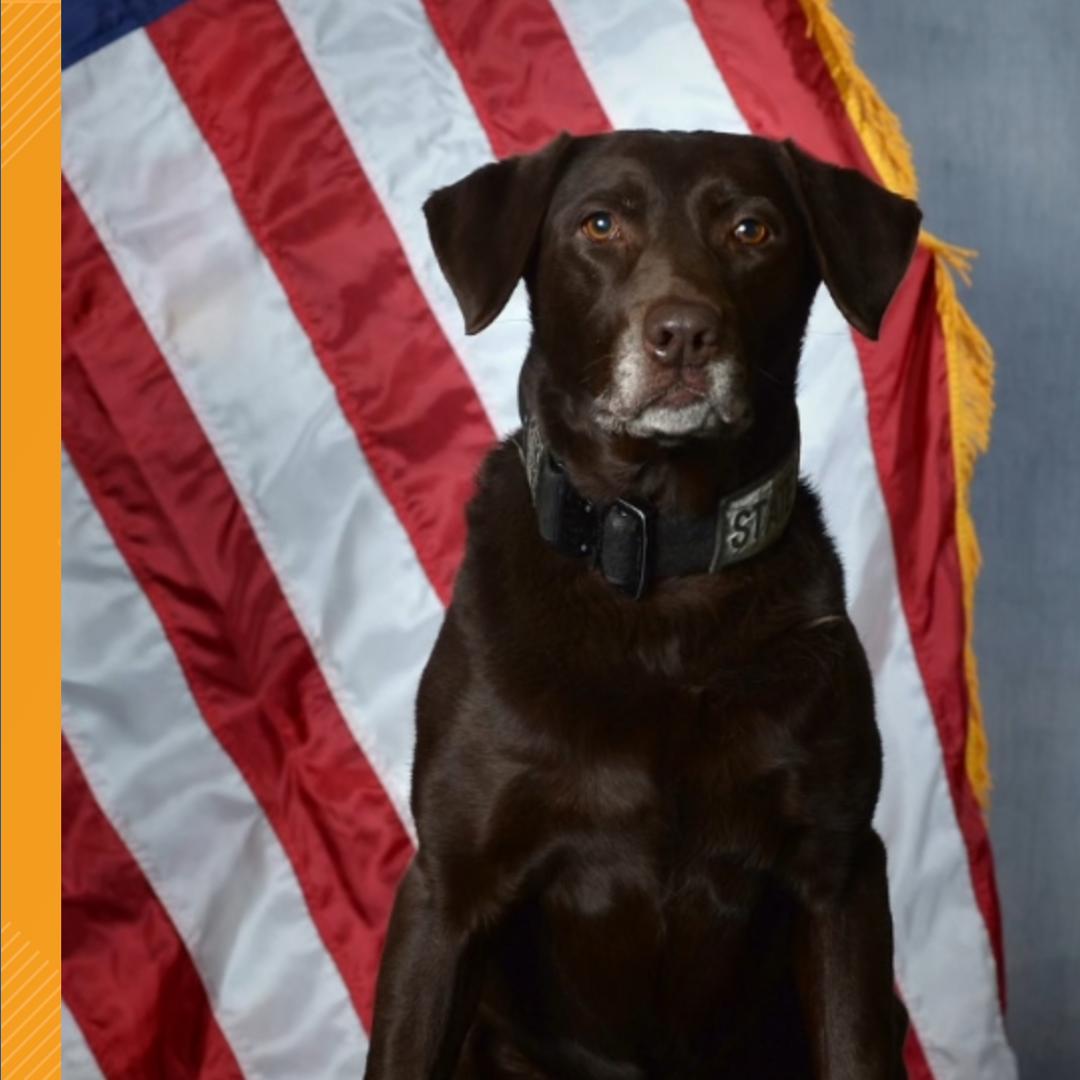 K9 Kali retires: ISP dog completes 8 years of crime-fighting | ktvb.com