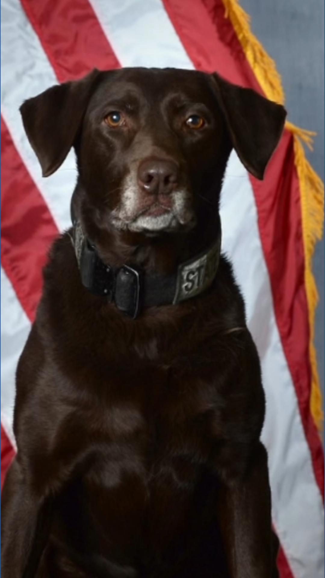 K9 Kali retires: ISP dog completes 8 years of crime-fighting | ktvb.com