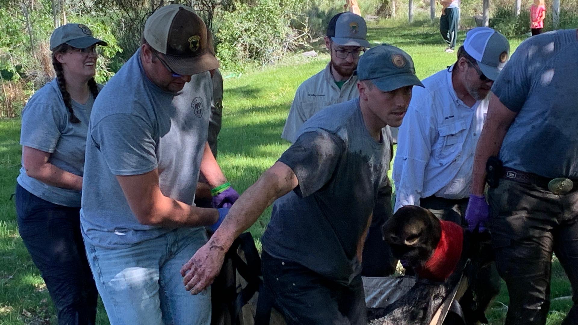 Idaho Fish and Game relocates moose from Twin Falls park | ktvb.com