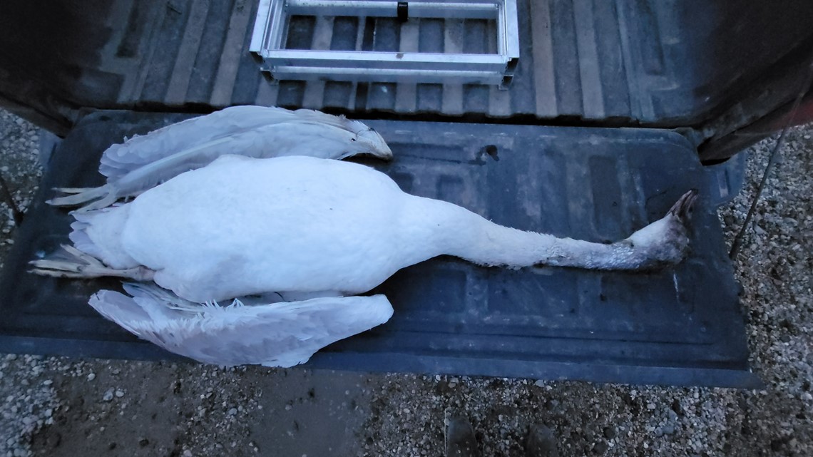 Idaho Fish and Game seeks info on dead swan found near Emmett | ktvb.com