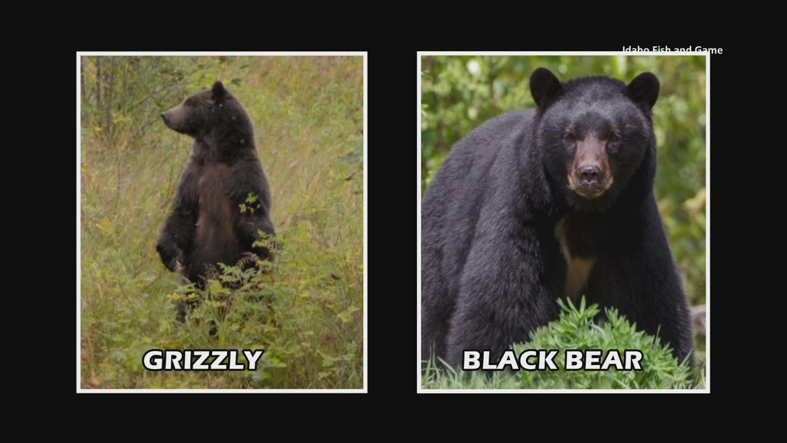 Black bear tags open for 2026 hunting season | ktvb.com