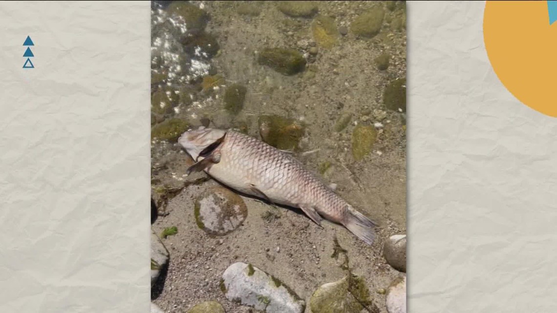 CJ Strike Reservoir closes after health of fish effected | ktvb.com