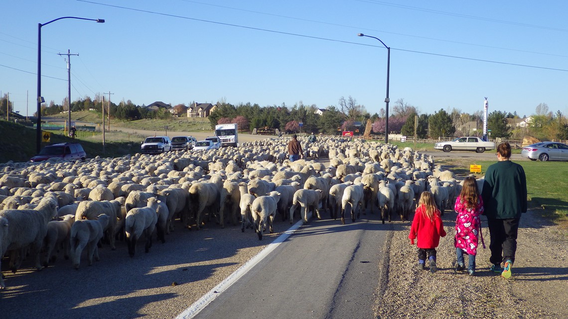 Baaaack and 'bea-ewe-tiful': Idaho's annual spring sheep crossing ...
