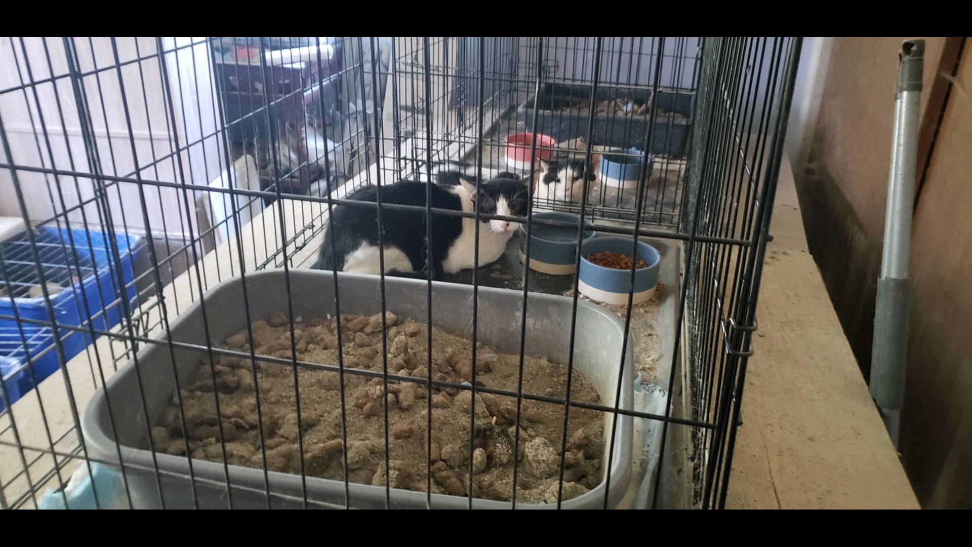 Hundreds of chickens, other animals taken from Weiser home | ktvb.com