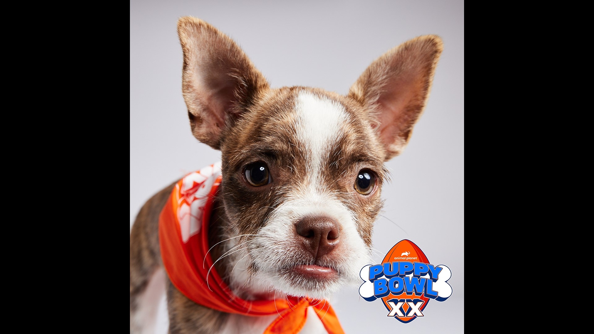 Puppy Bowl celebrates 20 years, 'rufferee' Dan Schachner on all the ...