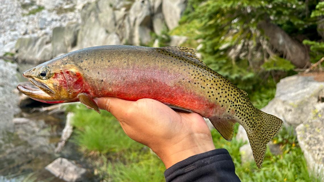 Reel Report | Cram Session: Westslope Cutthroat | ktvb.com