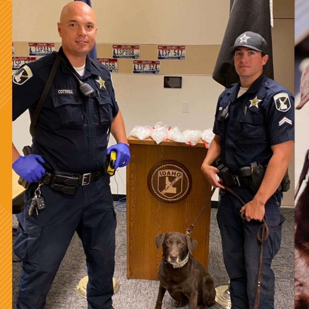 K9 Kali retires: ISP dog completes 8 years of crime-fighting | ktvb.com