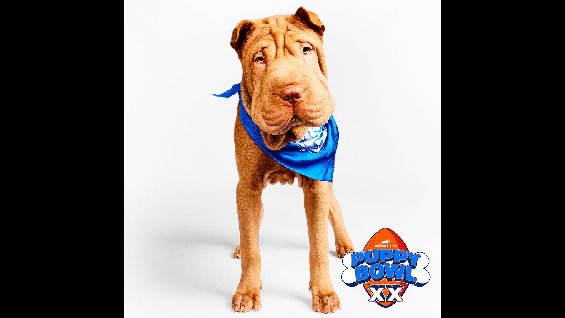 Puppy Bowl celebrates 20 years, 'rufferee' Dan Schachner on all the ...