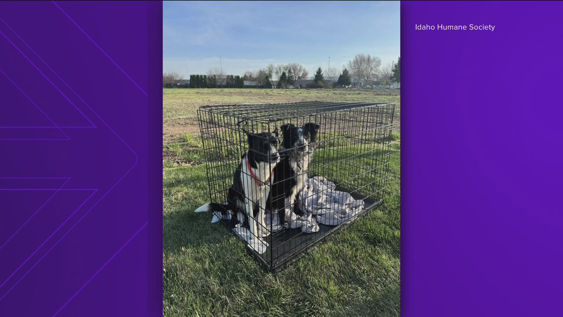 Idaho Humane Society seeks owner of abandoned dogs | ktvb.com