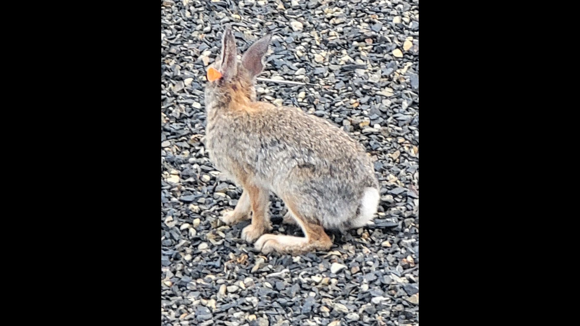 Something to be 'hoppy' about: Neighbors jump into action, save bunny ...