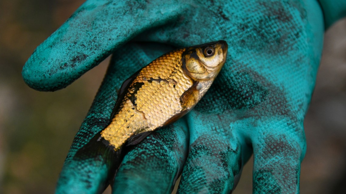 Scaling back: Castle Rocks State Park Fishing Pond closing due to ...