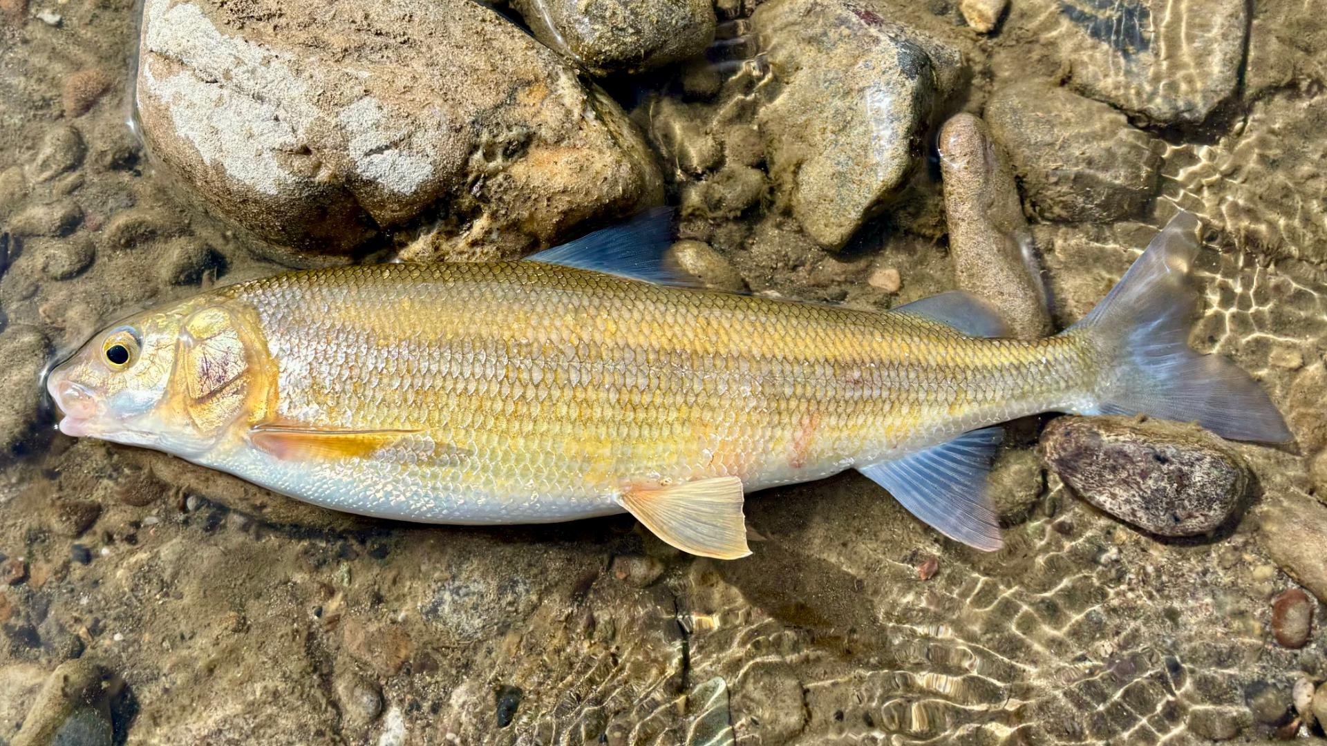 Reel Report Cram Session - Mountain whitefish | ktvb.com