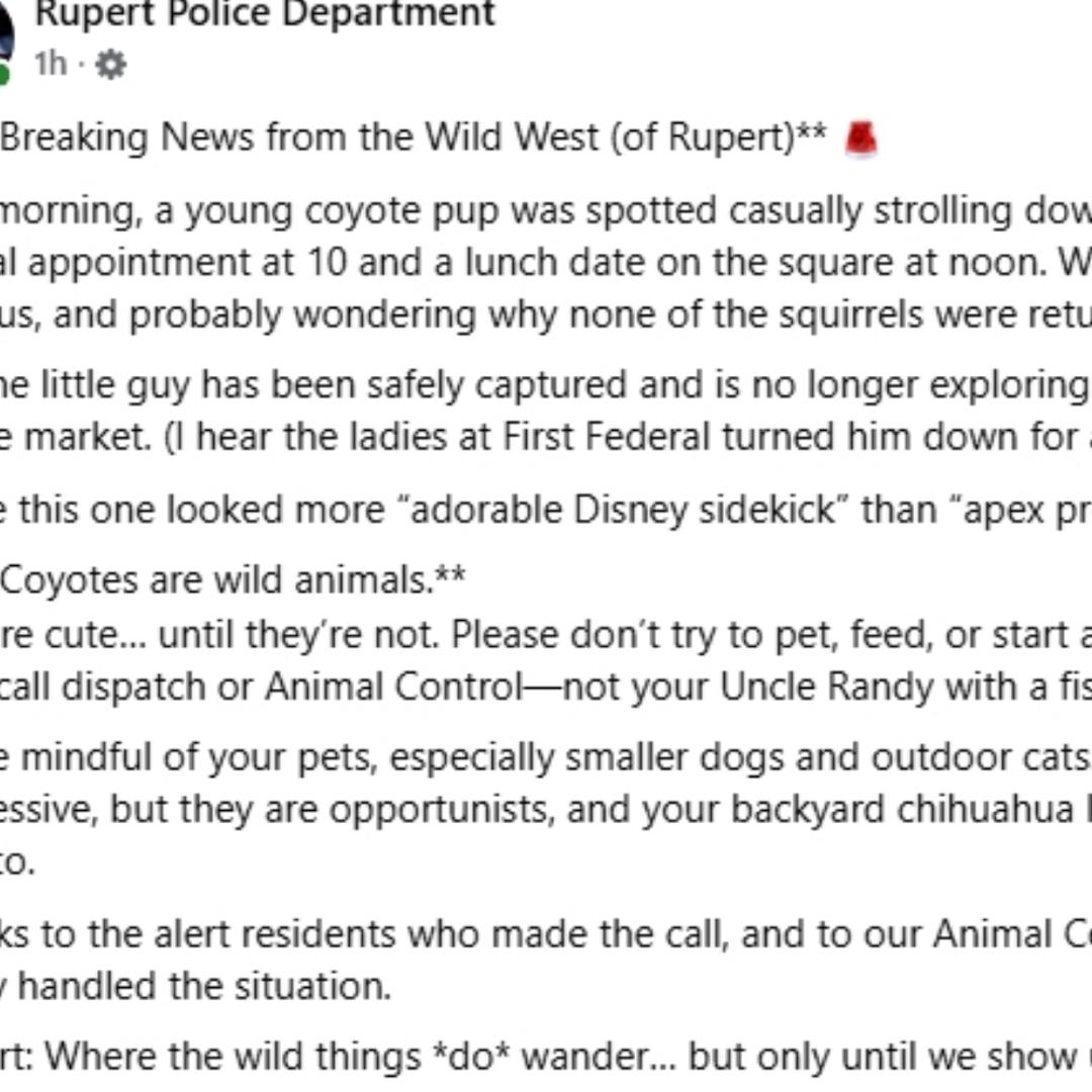 Rupert Police relocate downtown coyote pup | ktvb.com