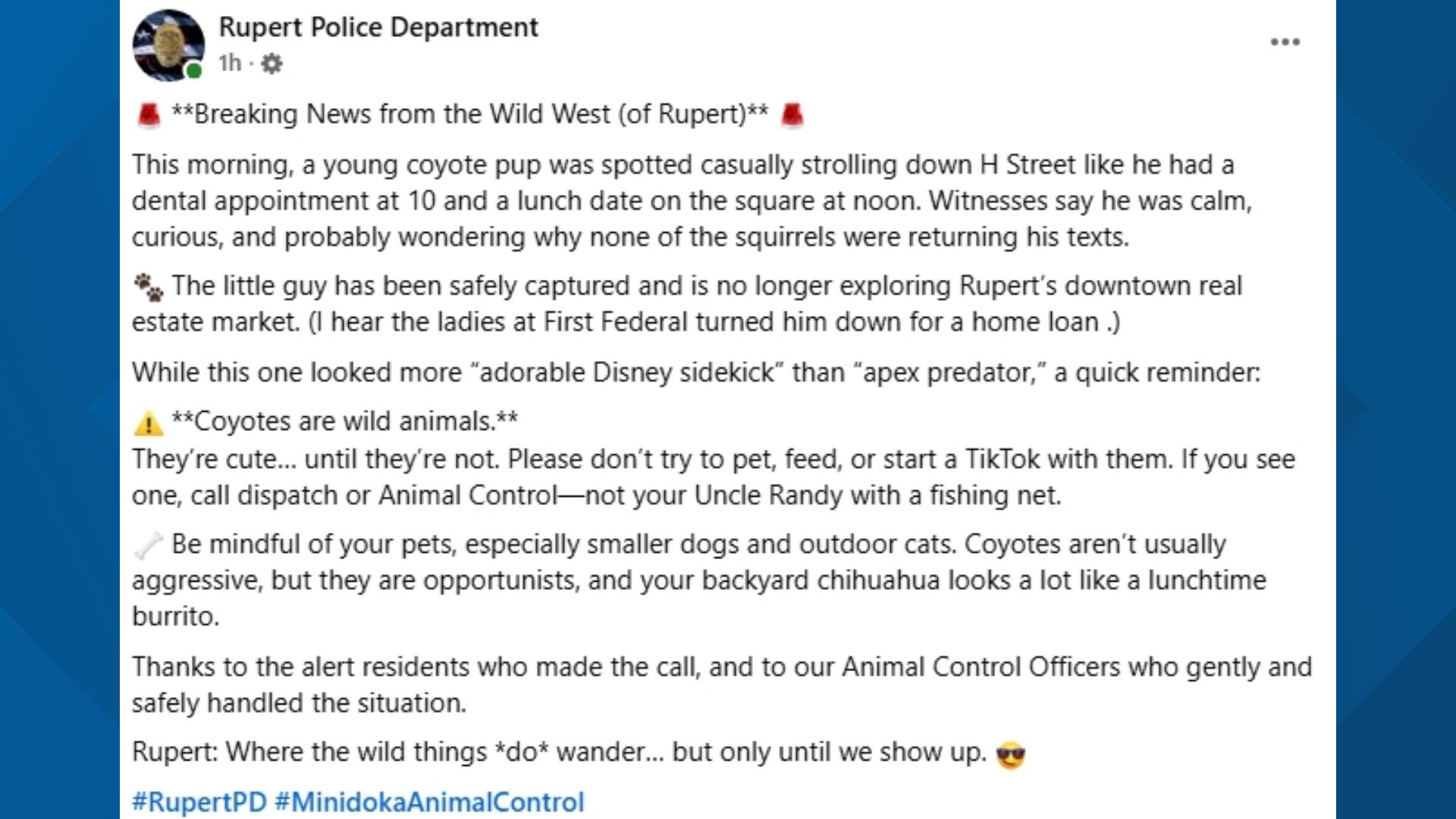 Rupert Police relocate downtown coyote pup | ktvb.com