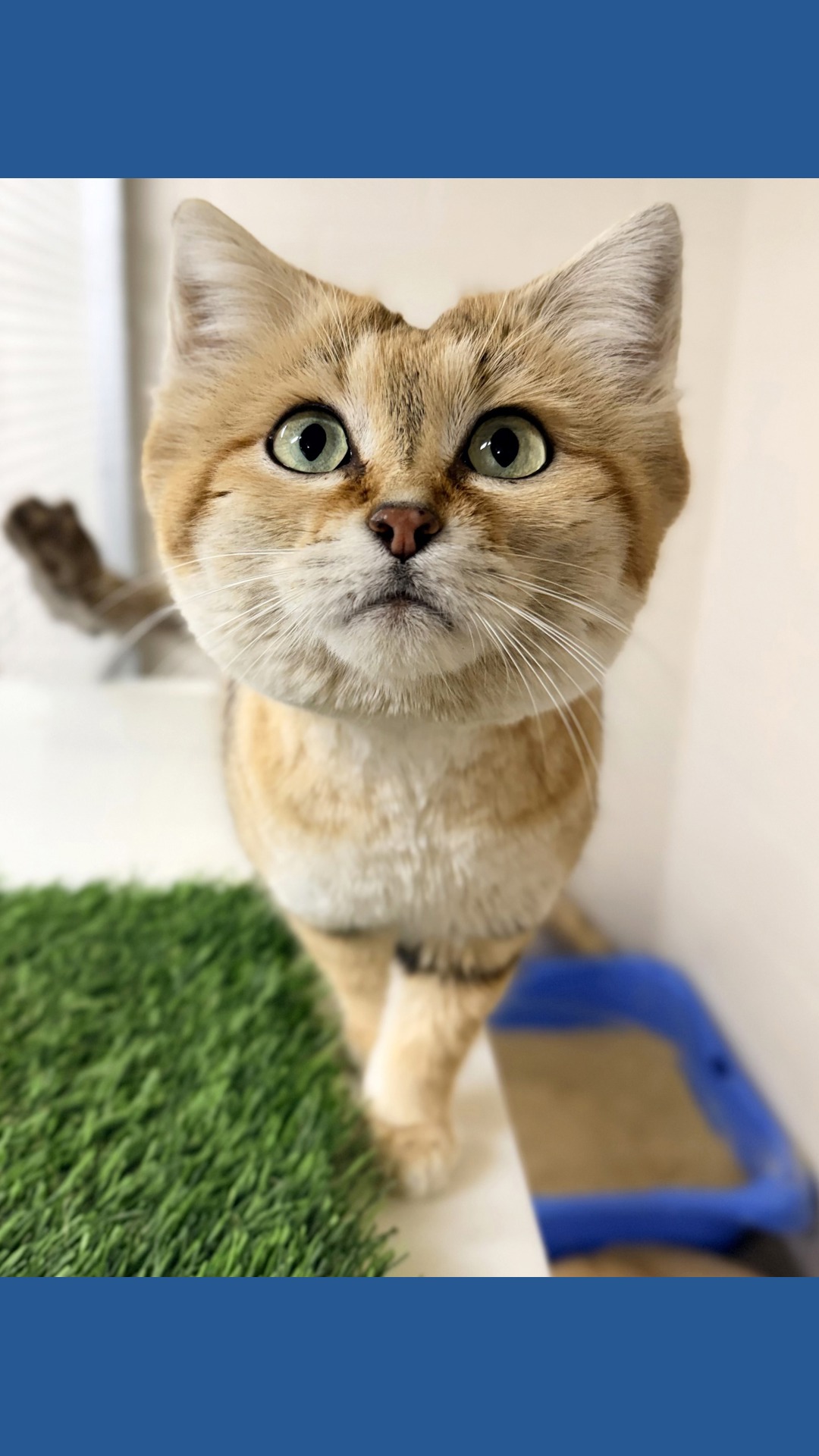 Zoo Boise sand cat 'Simba' celebrates 7th birthday | ktvb.com