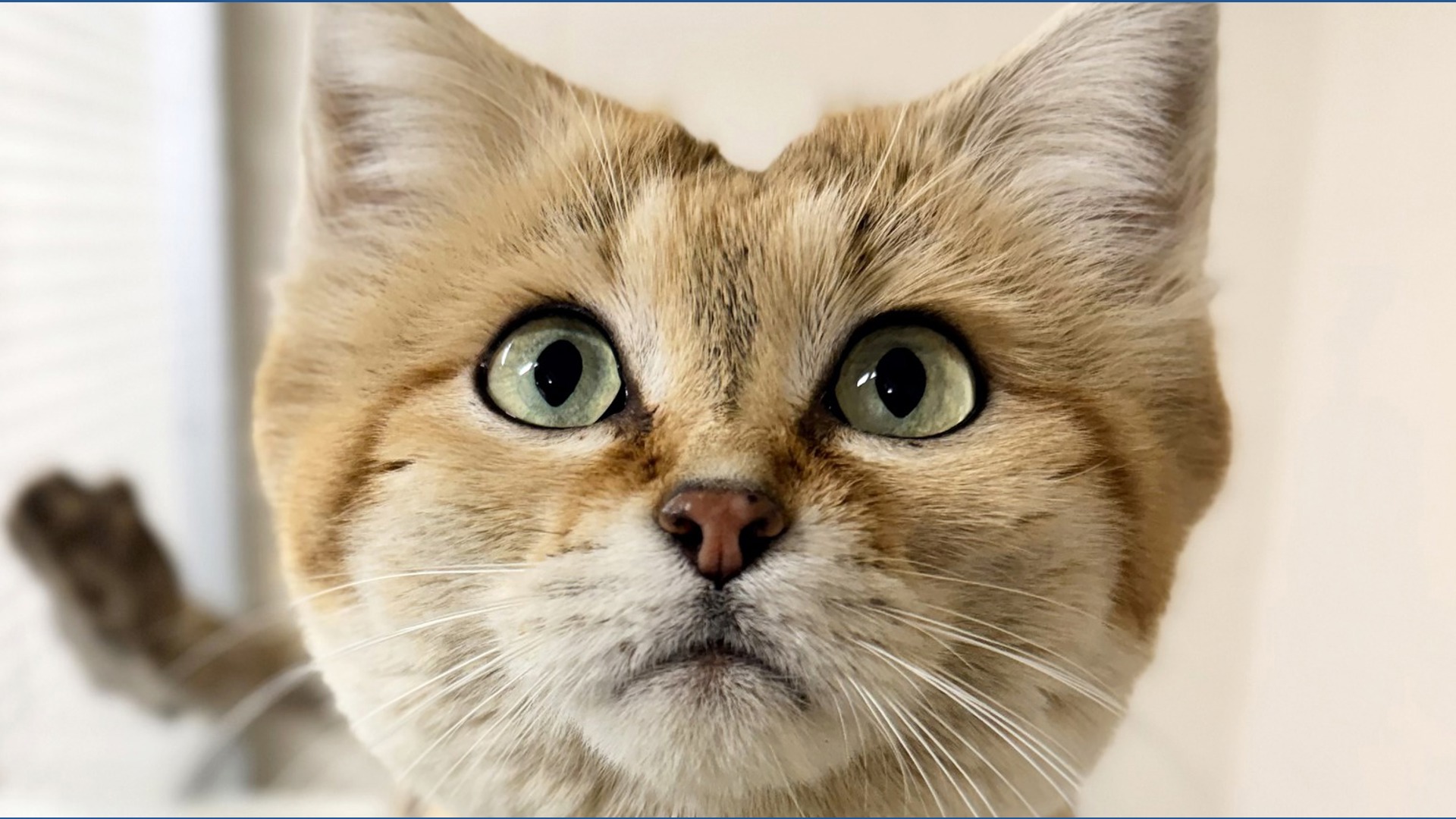 Zoo Boise sand cat 'Simba' celebrates 7th birthday | ktvb.com
