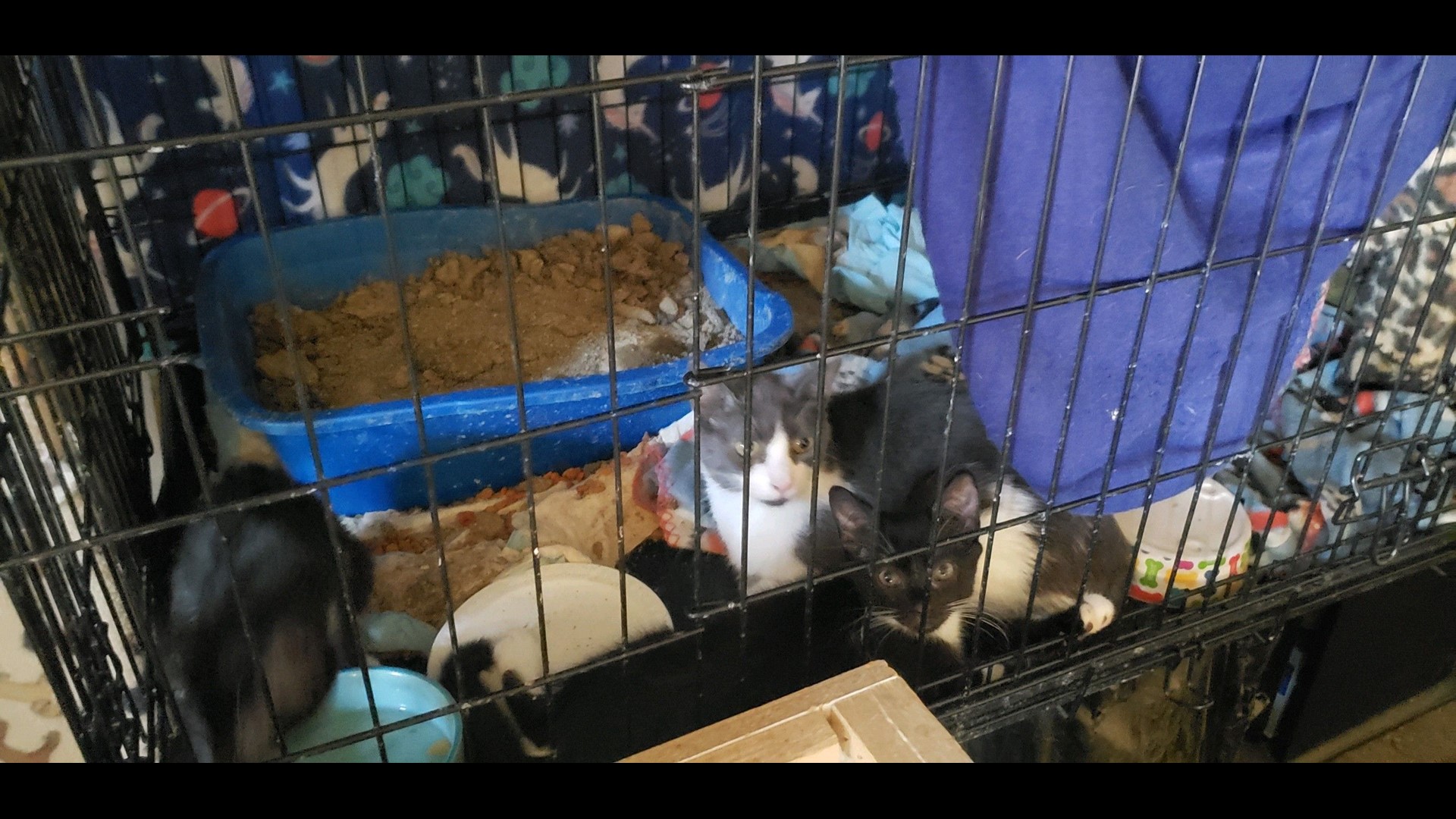 Hundreds of chickens, other animals taken from Weiser home | ktvb.com