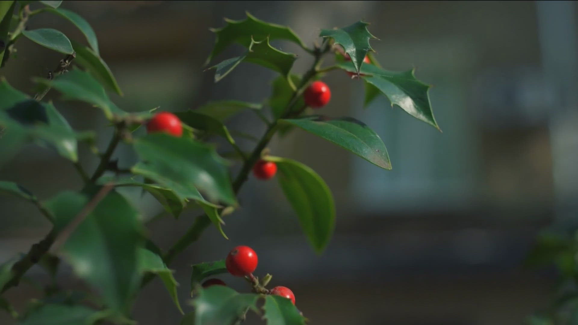 Mistle-no, some holiday plants are especially toxic to pets | ktvb.com