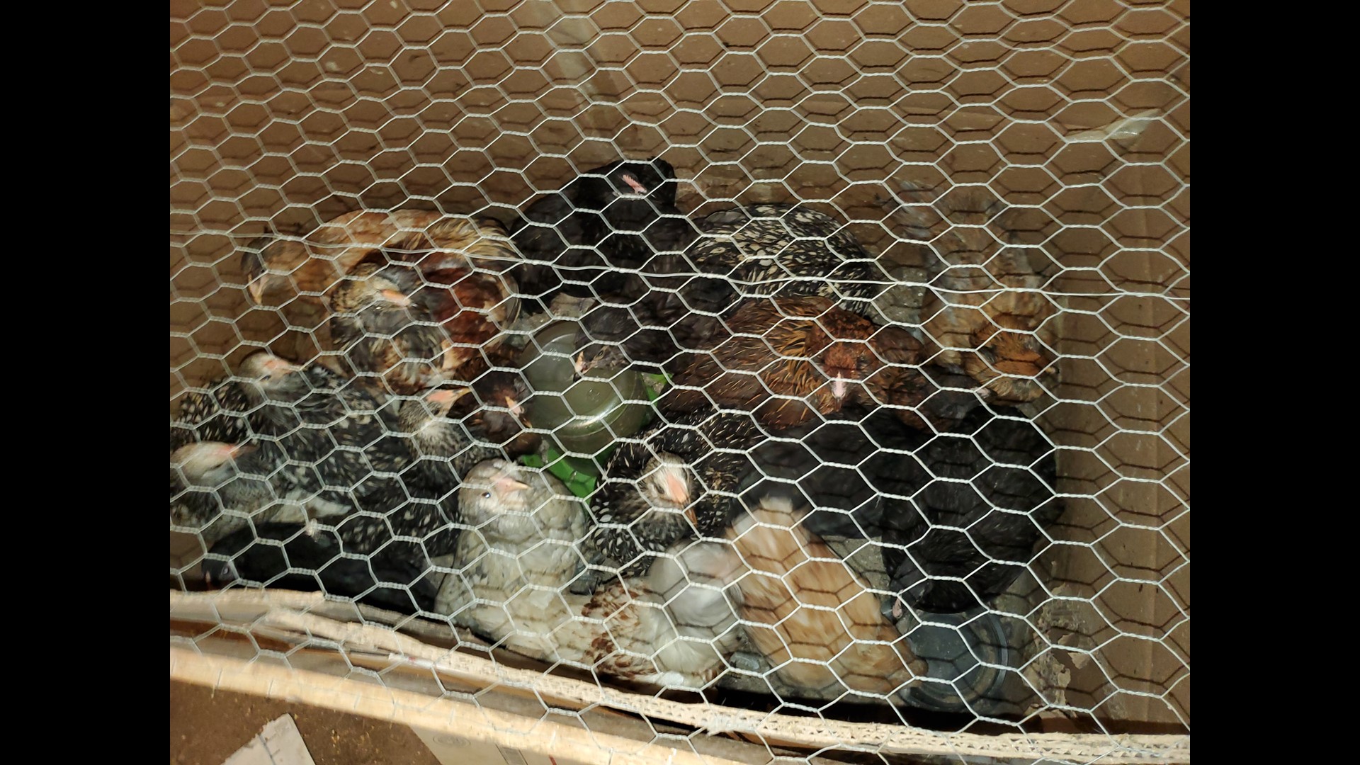 Hundreds of chickens, other animals taken from Weiser home | ktvb.com