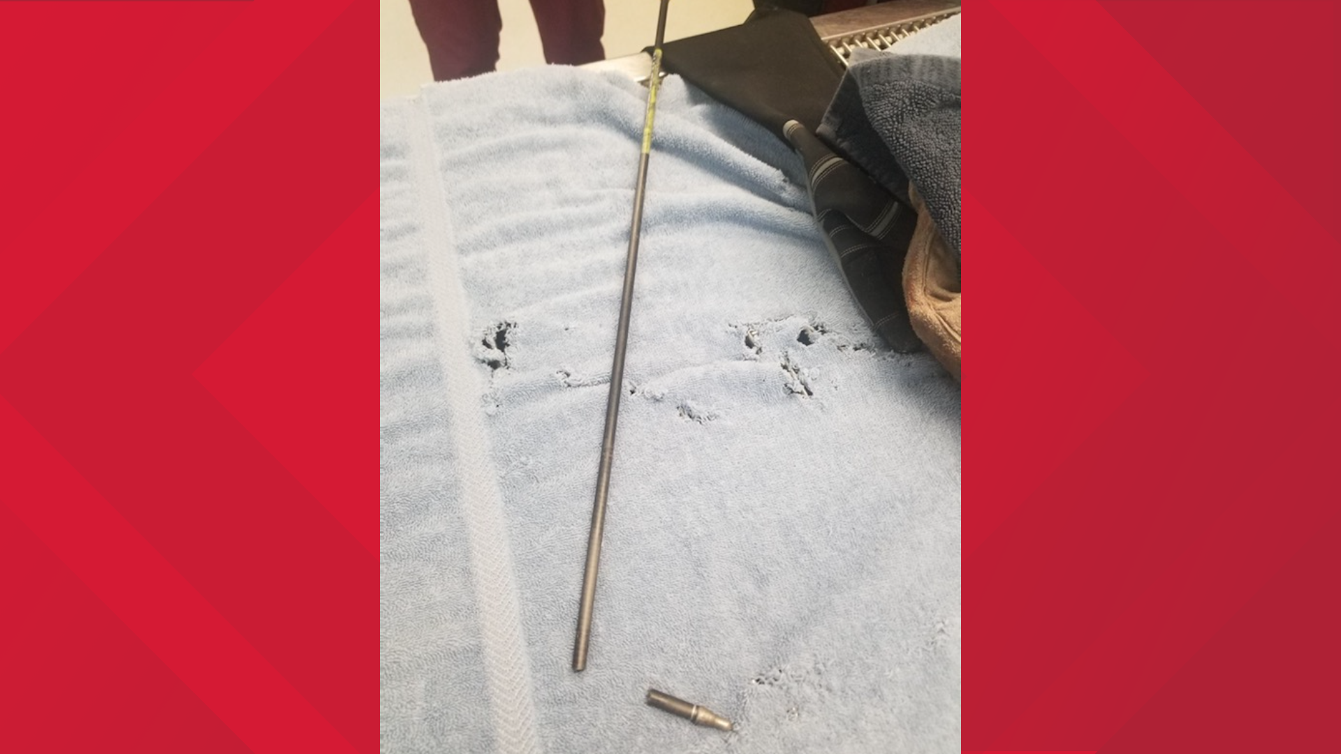 Squirrel shot in the back with an arrow rescued by Idaho Humane Society ...