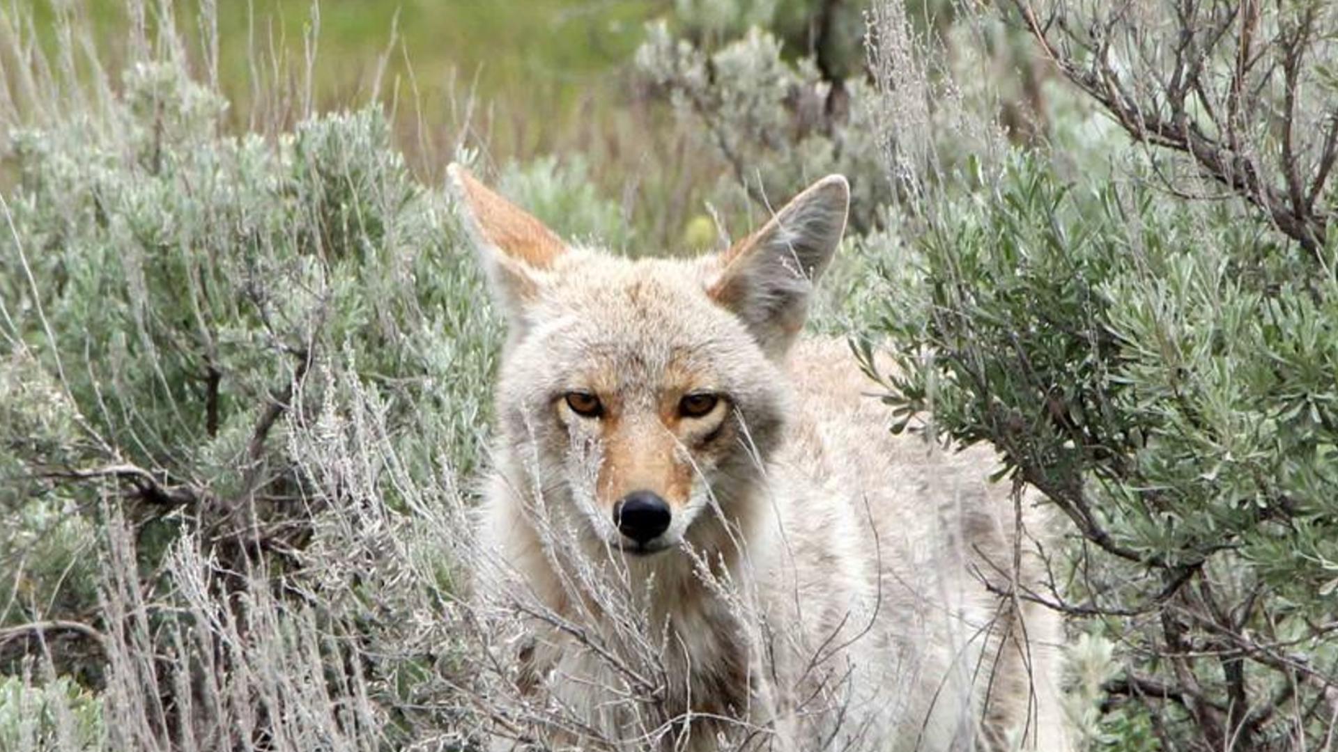 Fish and Game warns Magic Valley dog owners to be careful, after group ...