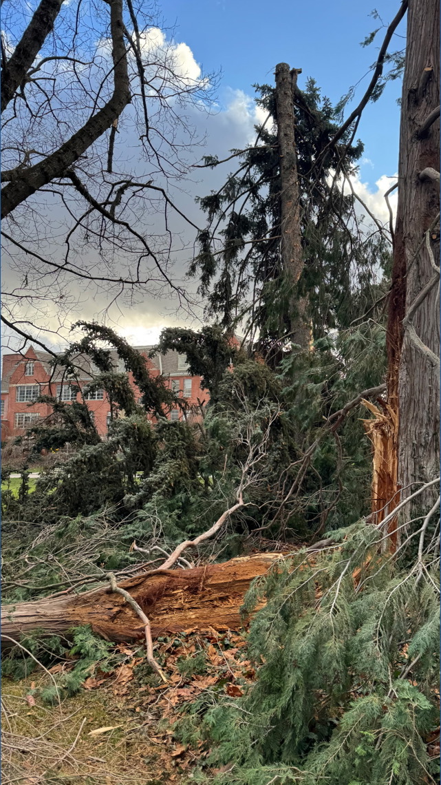 Historic trees at UI planted by former U.S. Presidents damaged in ...
