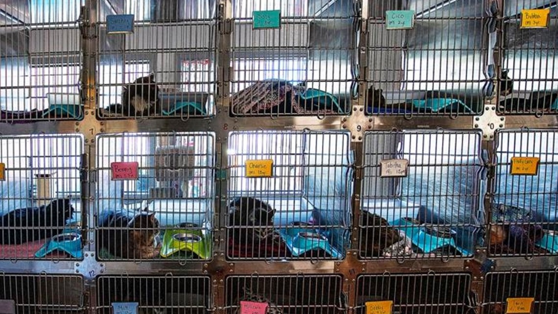 Pet Haven celebrating 50 years in Nampa | ktvb.com