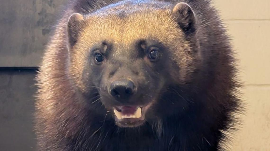 Zoo Boise has all kinds of family fun planned for 2026 | ktvb.com