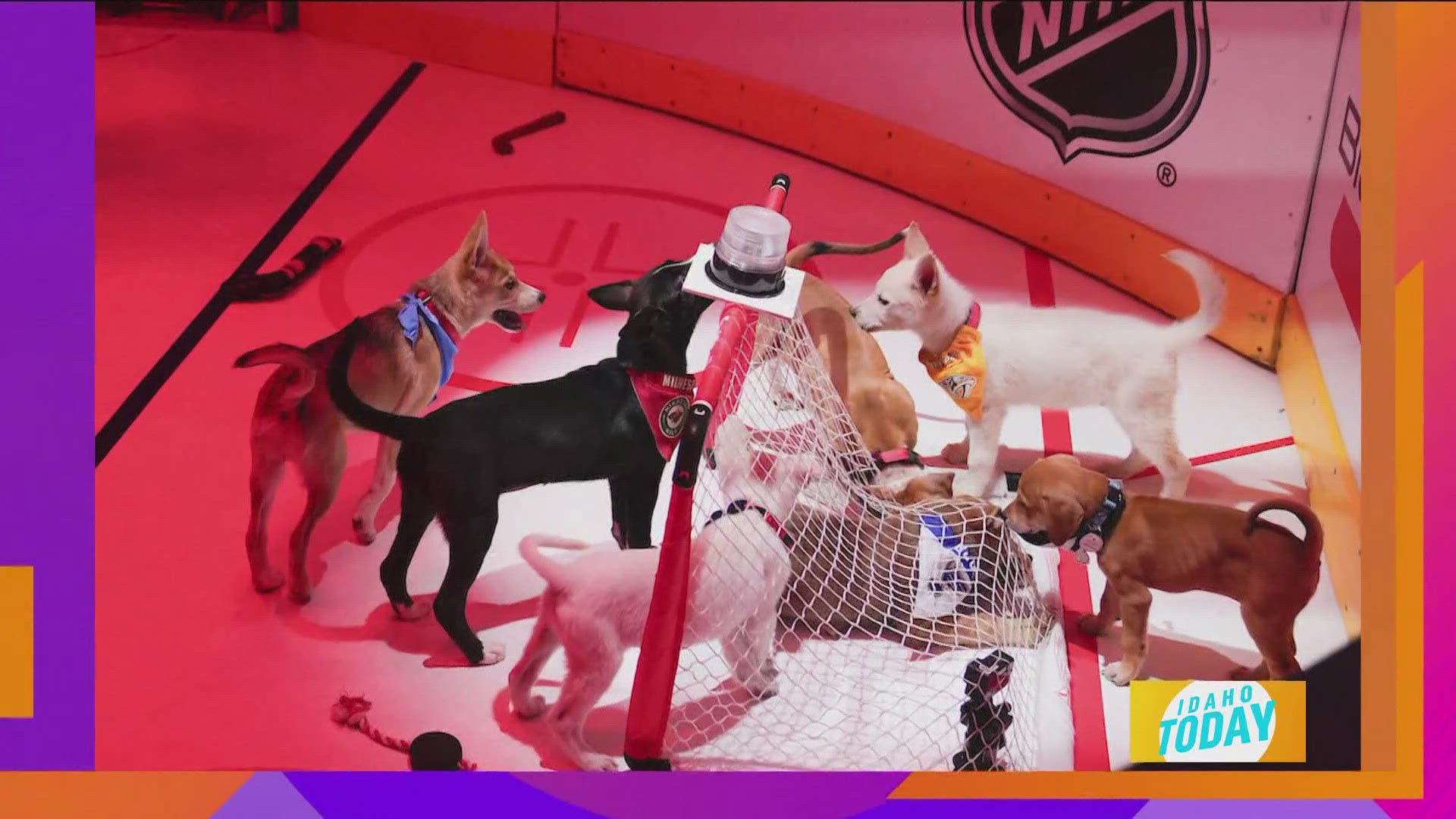 Exclusive: Producer Michael Levitt on "Stanley Pup" 2025 star-studded ...
