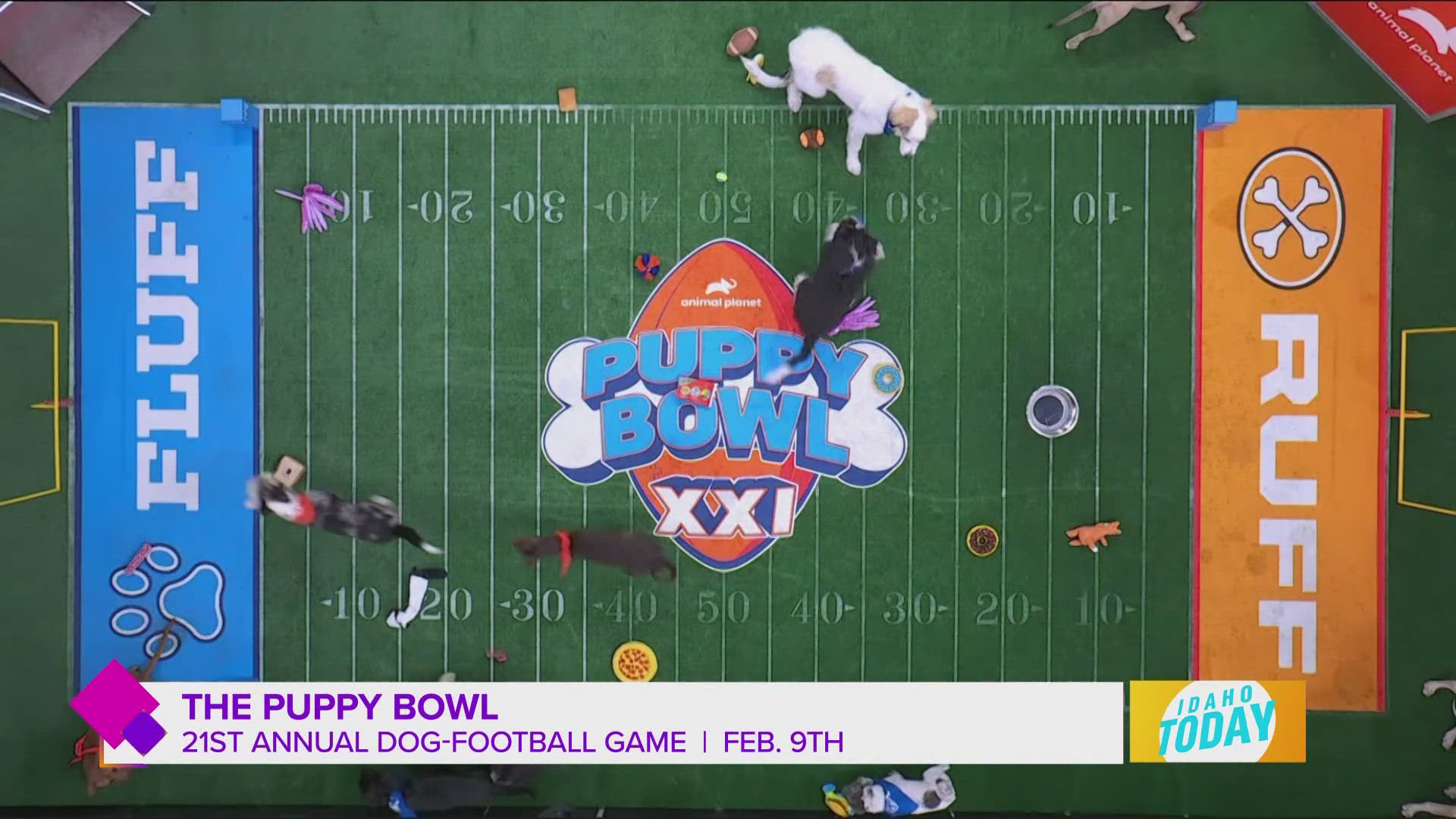 It's Fluff vs. Ruff at the 21st annual Puppy Bowl! | ktvb.com