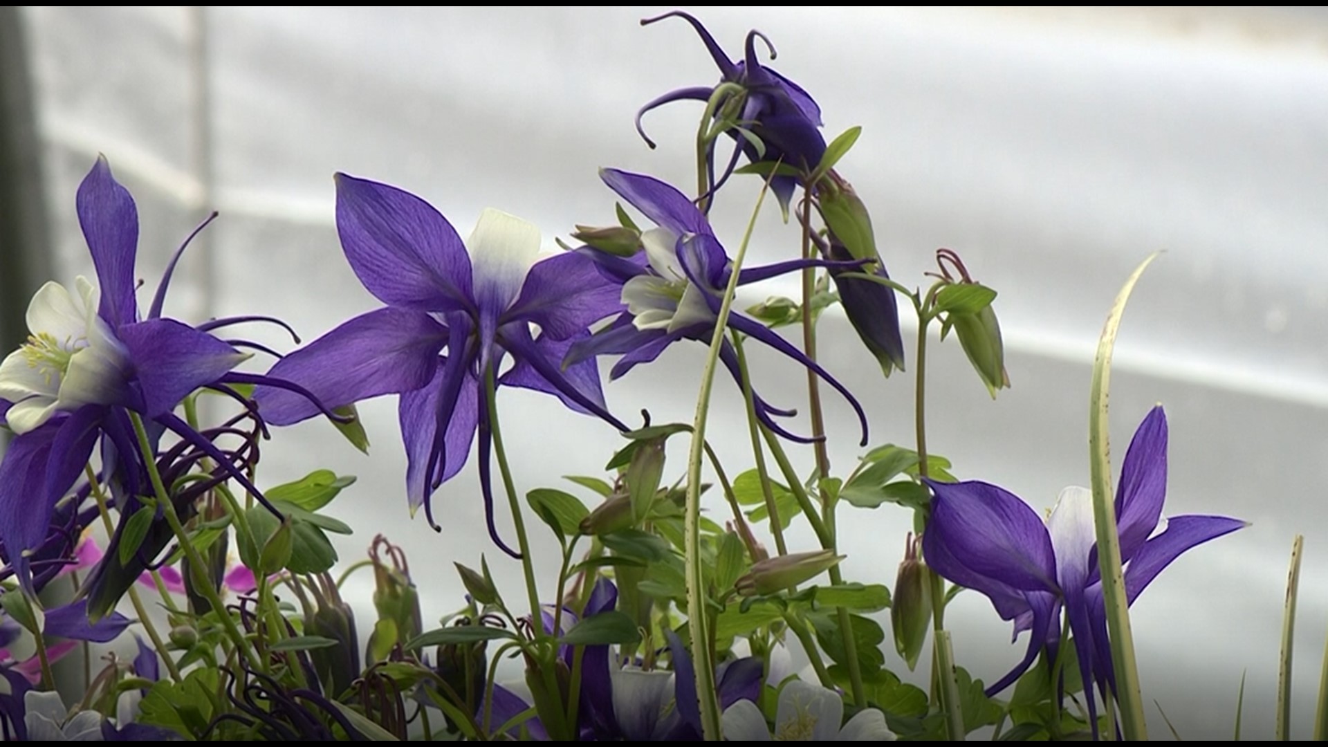 Can Grow Idaho Horticulture Month native plants | ktvb.com