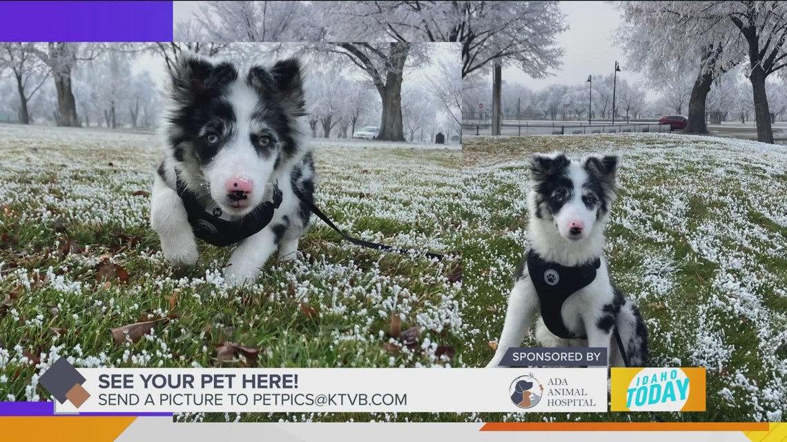 Boise Police warn of fake Amazon invoice scam | ktvb.com