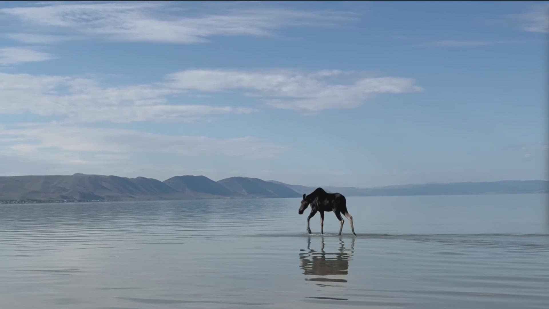Moose's beach vacation cut short, he didn't pay the park entrance fee ...