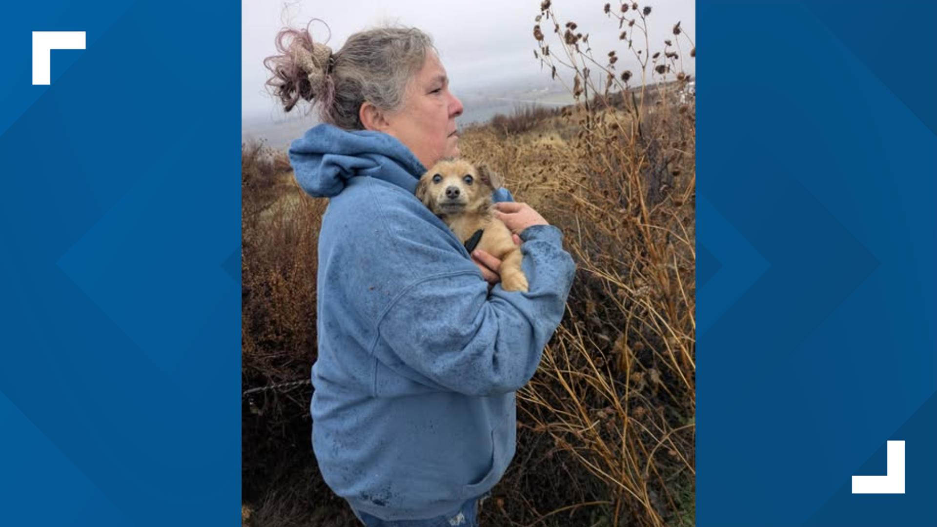 Idaho Humane Society offers $1,500 reward for info on dogs shot in ...