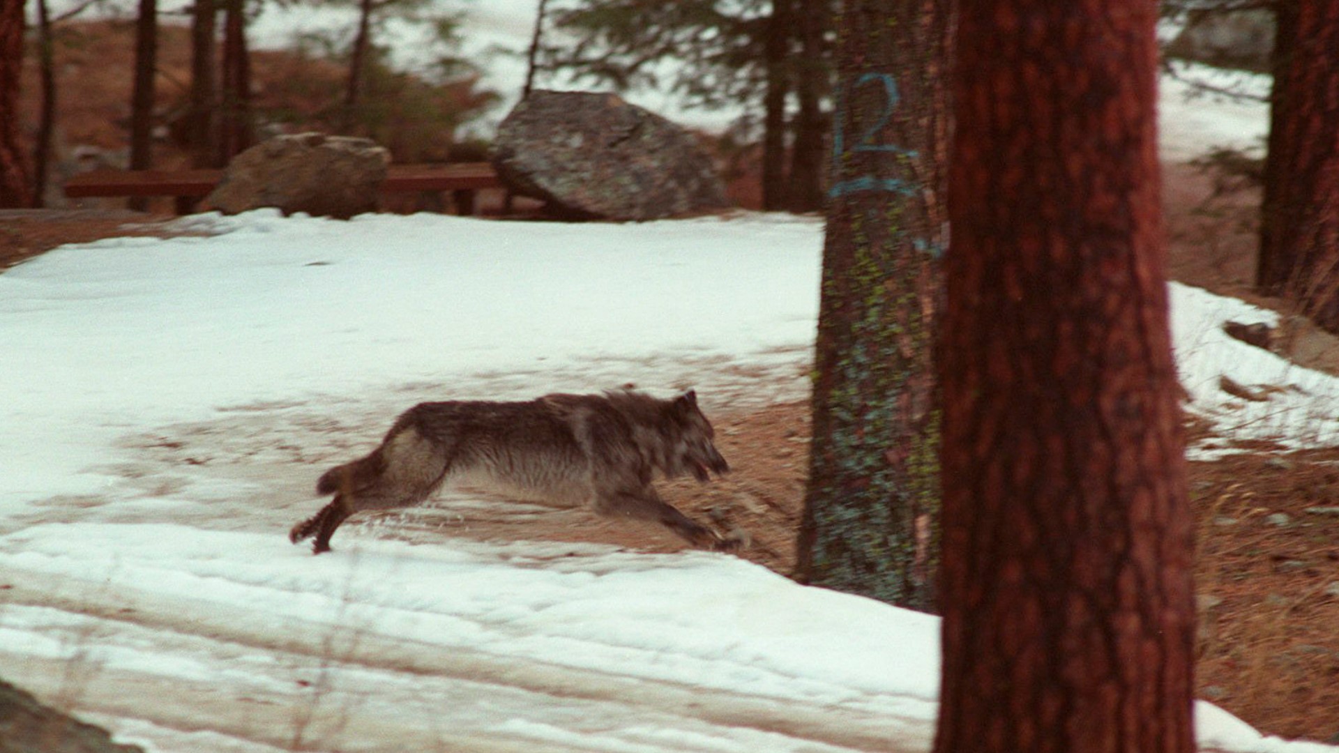 Federal appeals court overturns Idaho wolf-killing ruling | ktvb.com