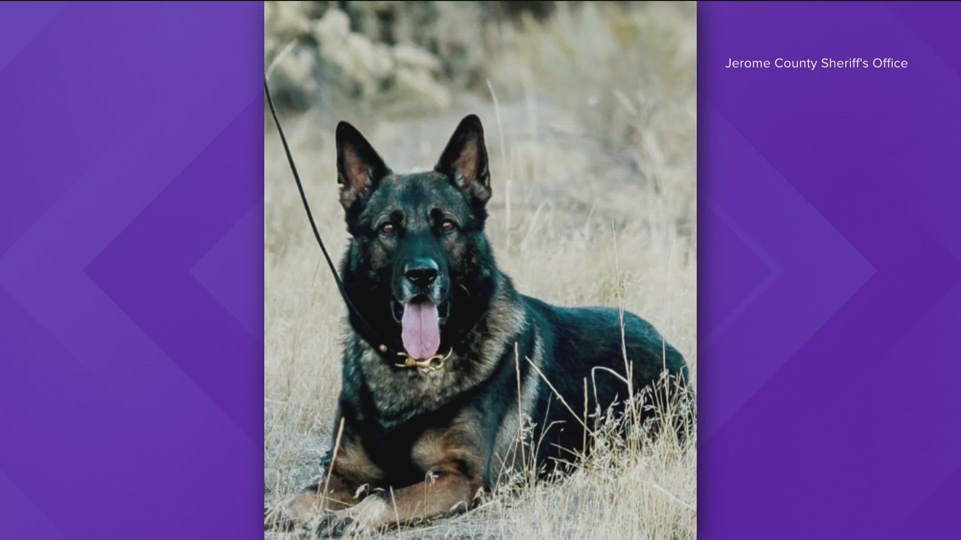 Retired police dog K9 Boss remembered for his wagging tail and ...