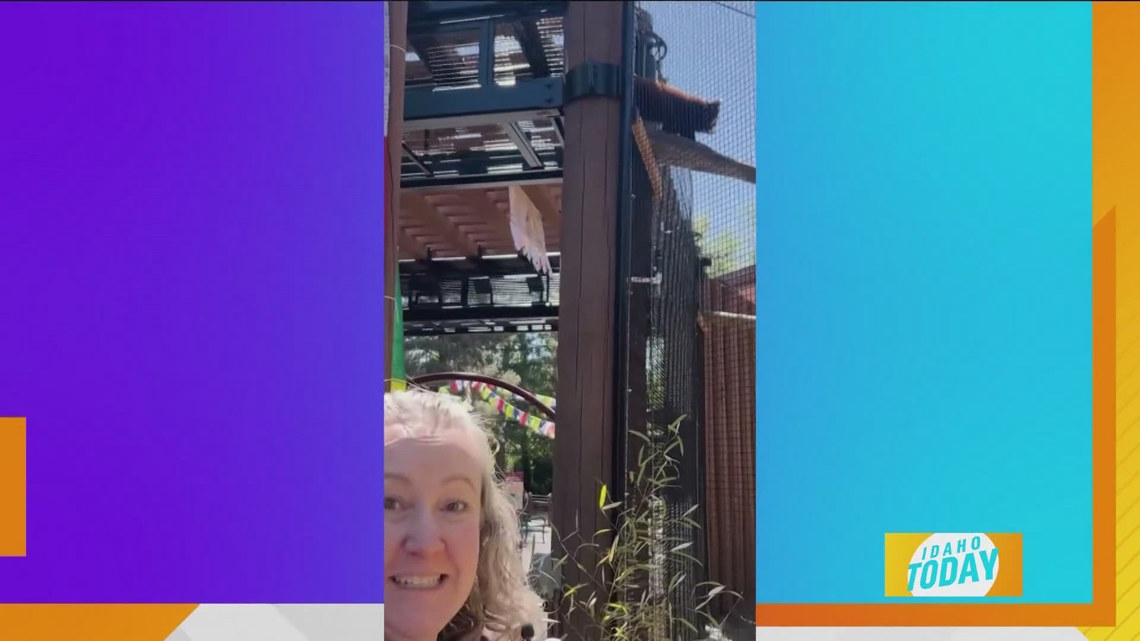 Angie the Pie Lady meets the new red pandas at Zoo Boise | ktvb.com