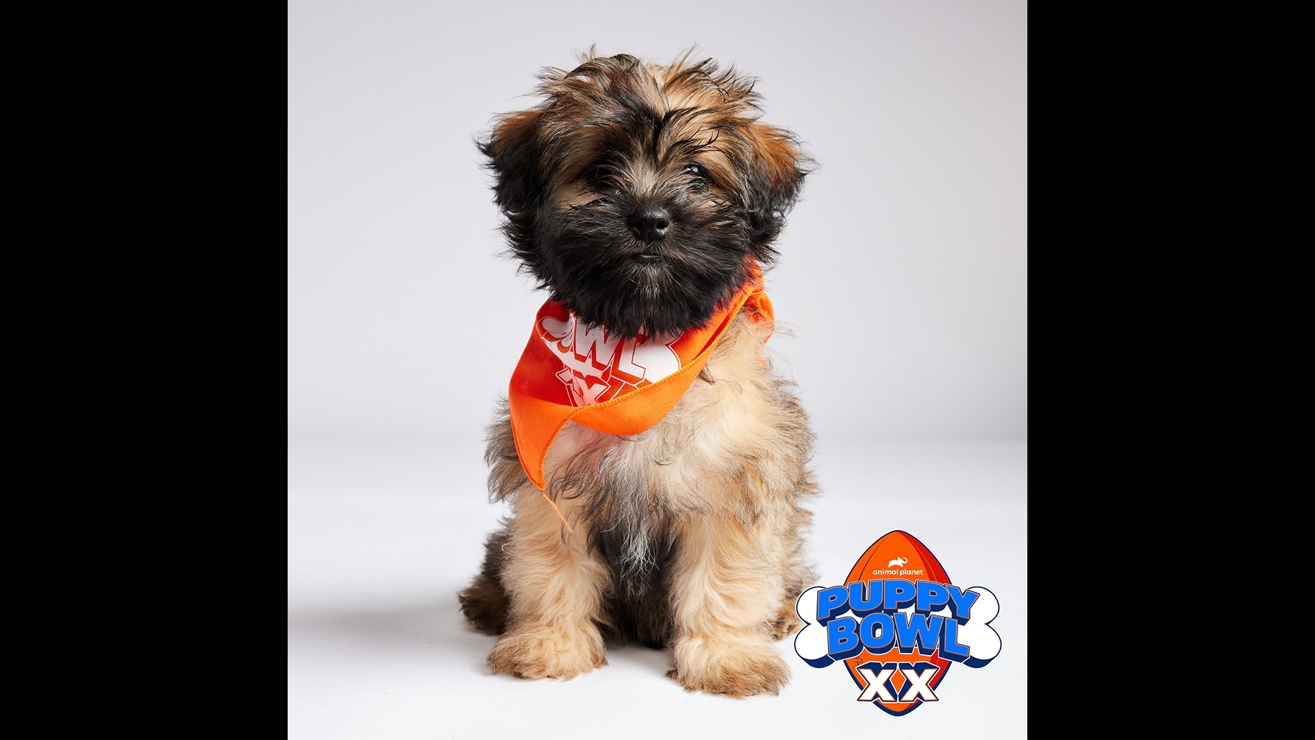 Puppy Bowl celebrates 20 years, 'rufferee' Dan Schachner on all the ...
