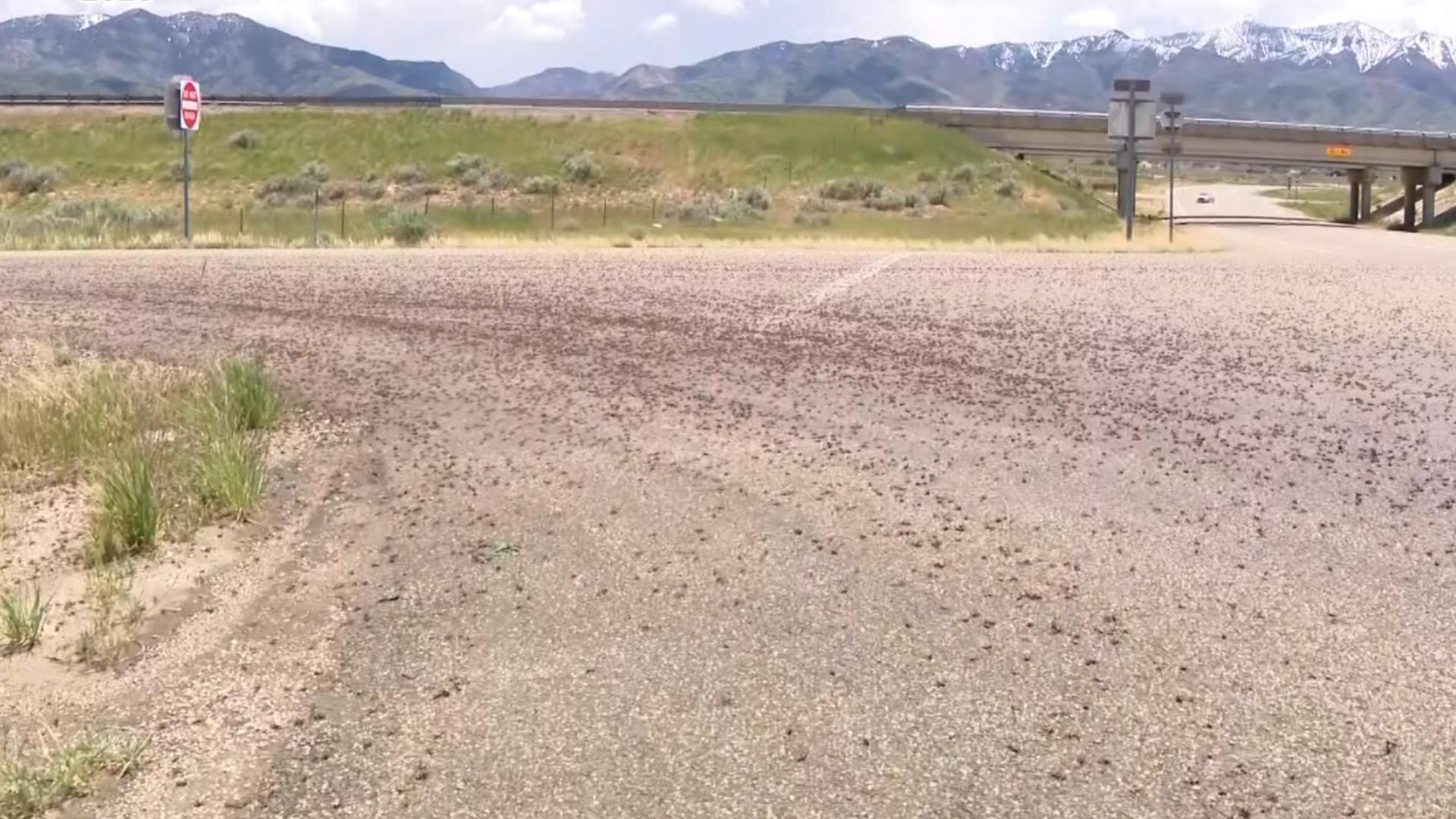 Mormon crickets return: Summer brings insects back to Idaho, Oregon ...