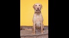 PHOTOS: Lots of dogs, puppies in Boise need forever homes | ktvb.com