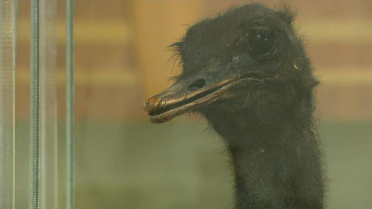 Fighting Bob: Boise ostrich becomes children's book character | ktvb.com